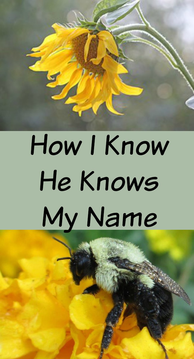 How I Know He Knows My Name - My Windowsill