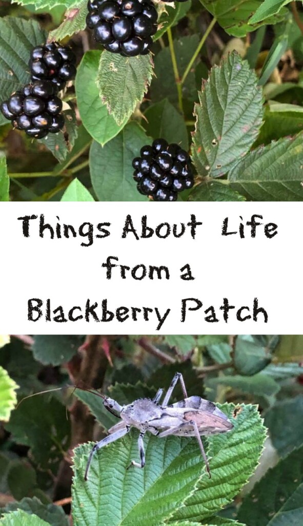 Things About Life From a Blackberry Patch - My Windowsill